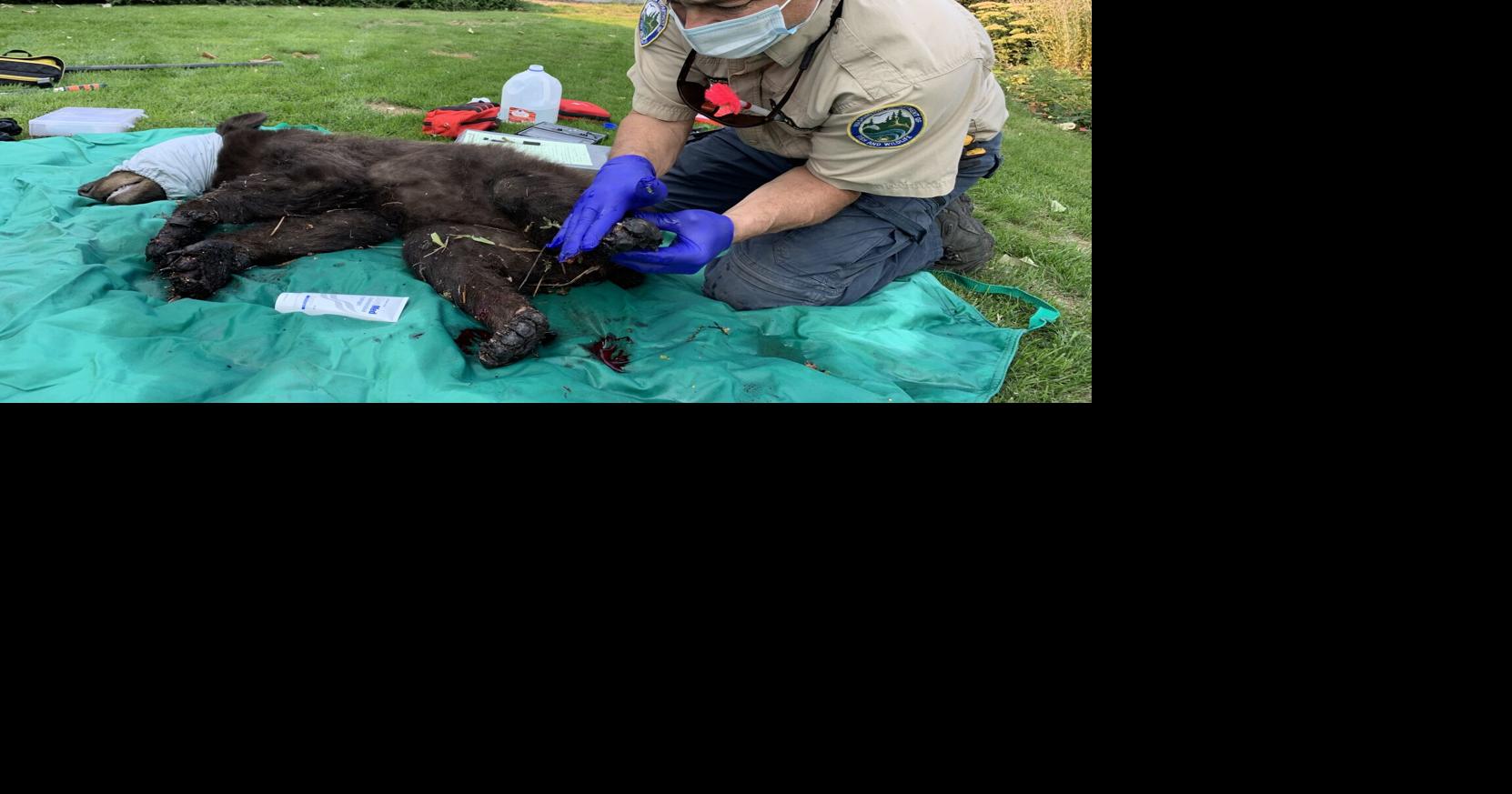 Bear cubs burned in Chelan wildfire featured on 'Mutual of Omaha’s Wild Kingdom Protecting the ...