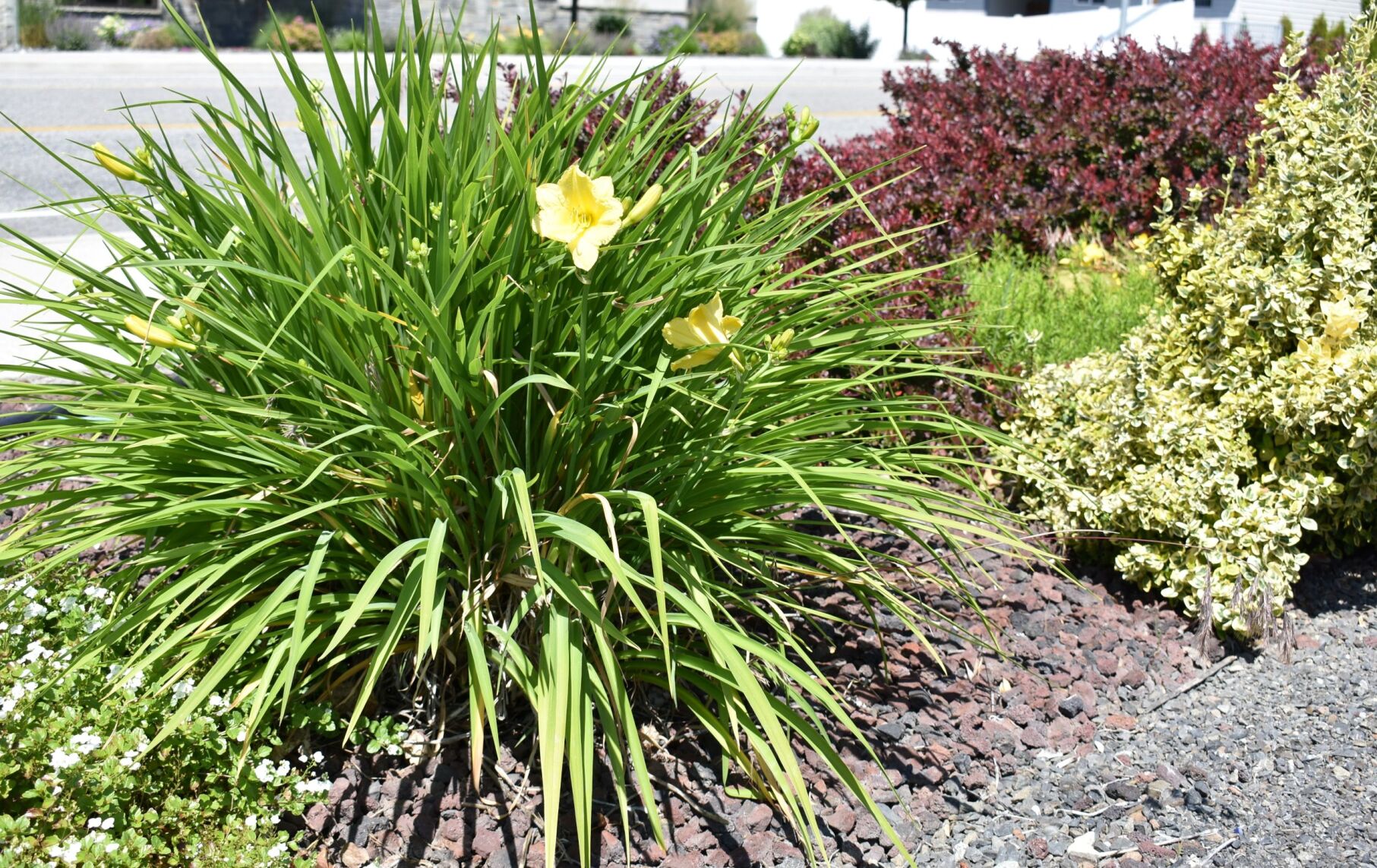 Tips for creating a fire-resistant landscape | lifestyles ...
