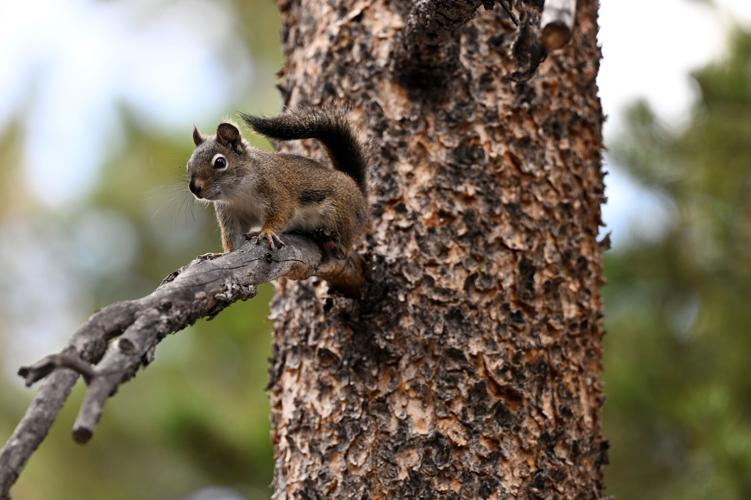 'Wildfire crisis' logging | Colorado forest lovers brace as feds rev up ...