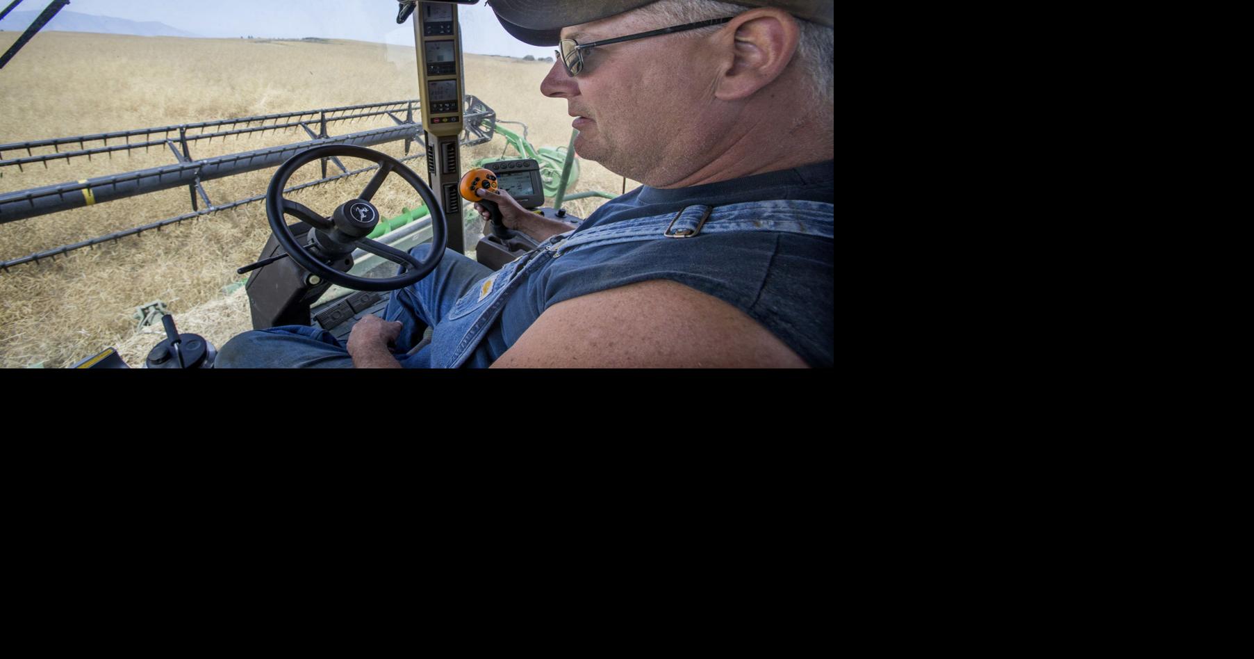 Wheat farming includes canola, corn, cows and sunflowers | Local News ...