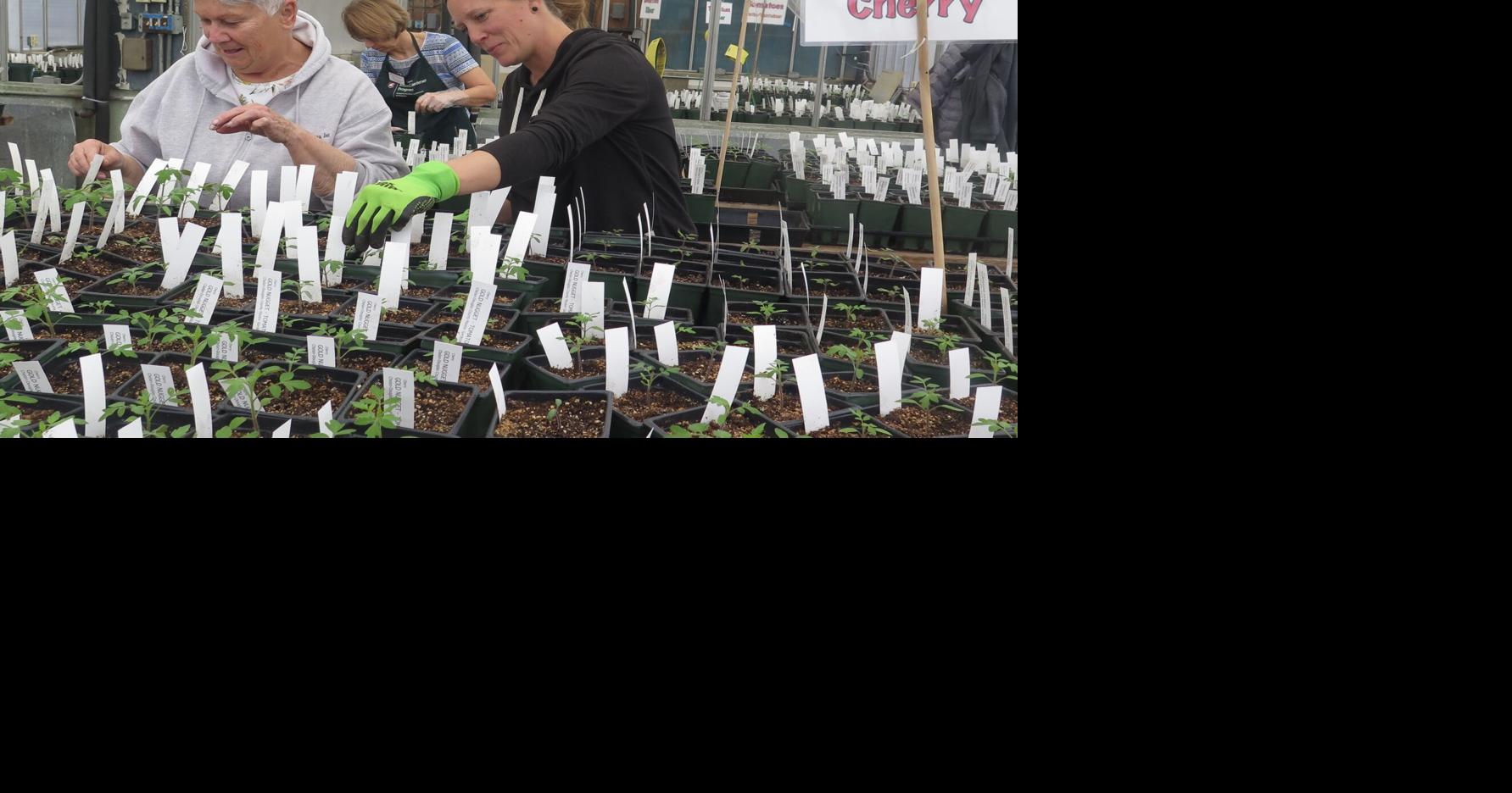 How does your garden grow?: Direct seeding vs. transplanting ...