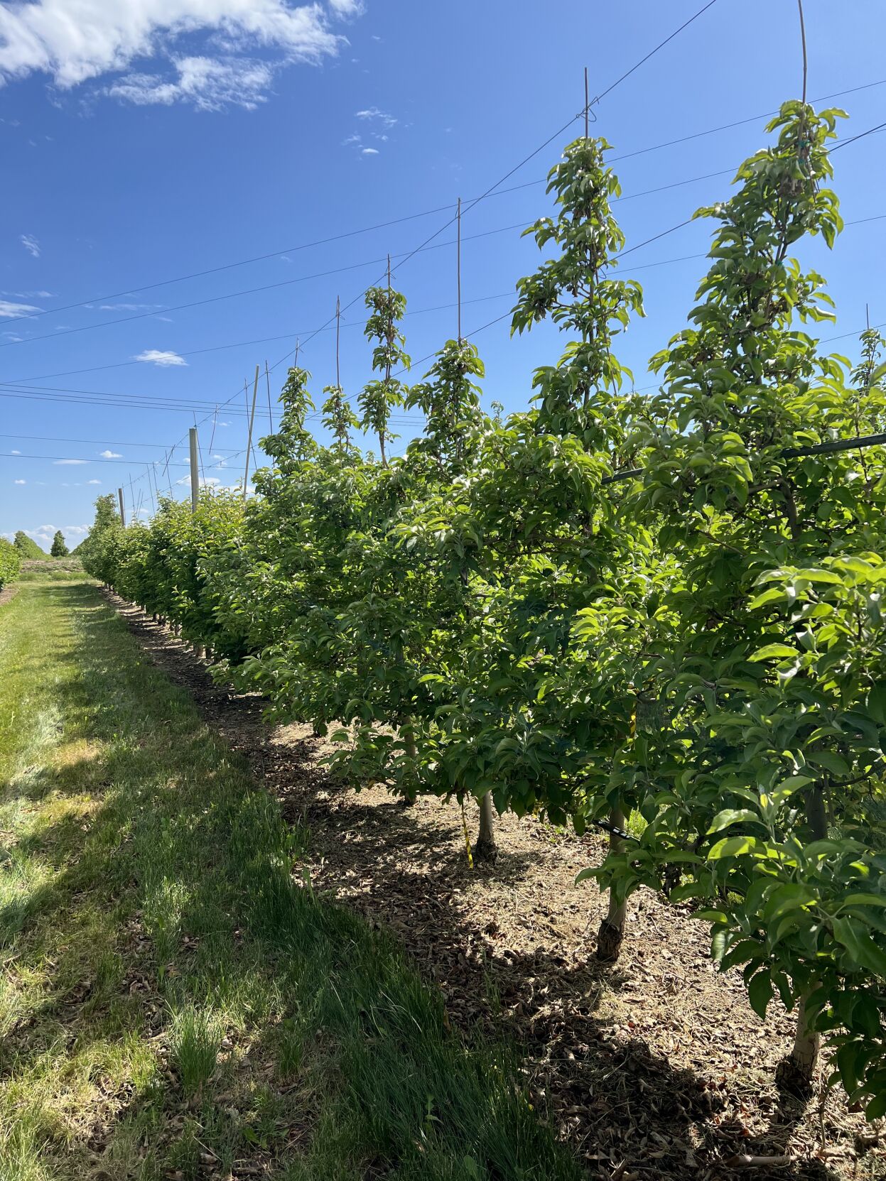 WSU researchers present new WA 64 apple in Rock Island, Quincy | Empire ...