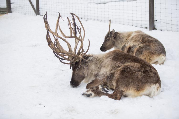 PHOTO GALLERY: Leavenworth Reindeer Farm | News | wenatcheeworld.com