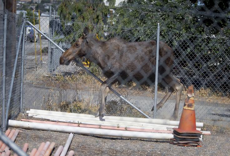 Photo gallery: Moose escorted to the Horan Natural Area | Local News ...