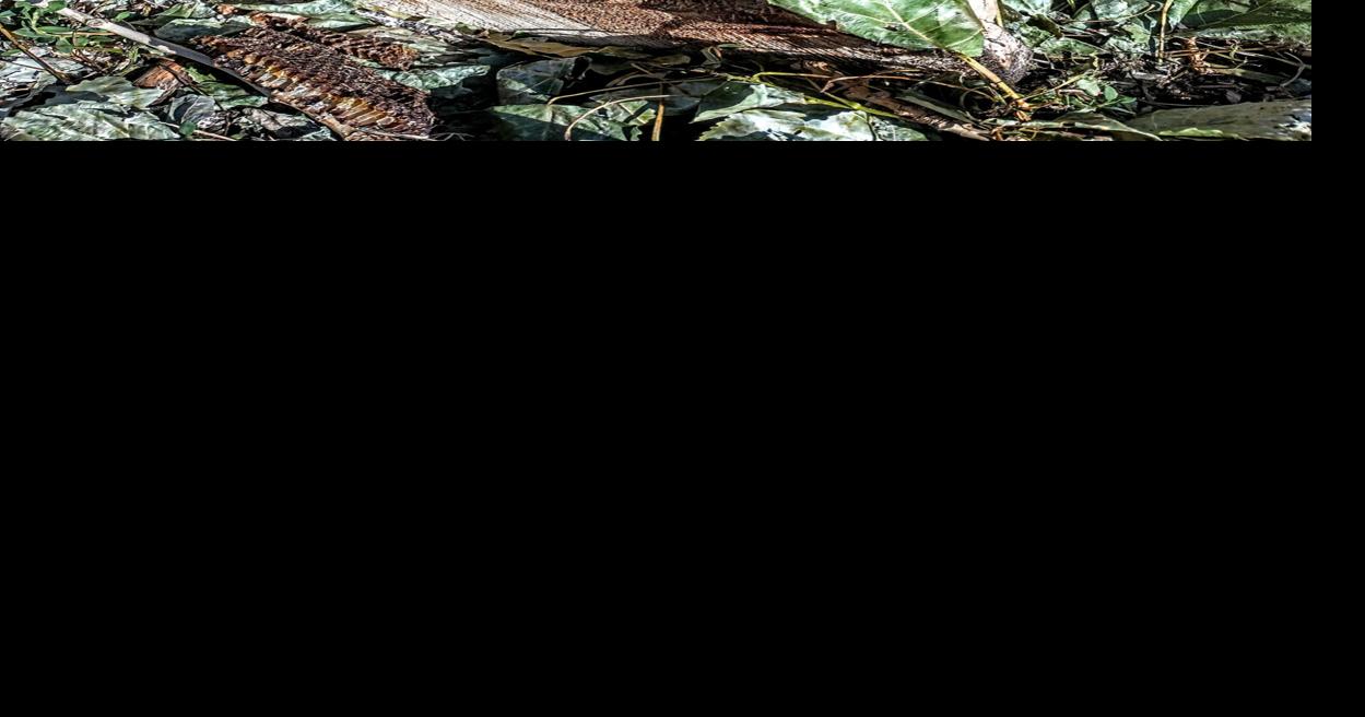 Dear Gabby | What bees live in trees? | Empire Press | wenatcheeworld.com