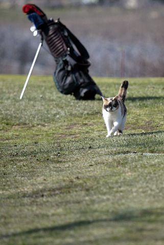In the name of golf — Small-town pride helps Cashmere's little-known ...