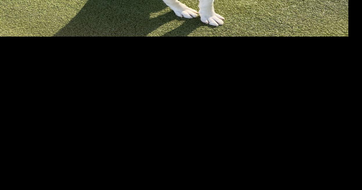 Pet of the Week | Meet Simba | News | wenatcheeworld.com