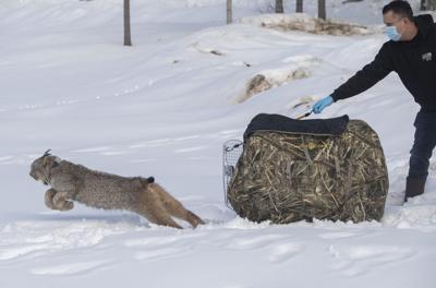 Colville Tribe releases 10 lynx into Kettle Range in ongoing recovery ...