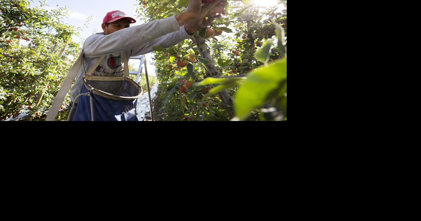 Washington apple industry weathers tariff strains; concerns remain over ...