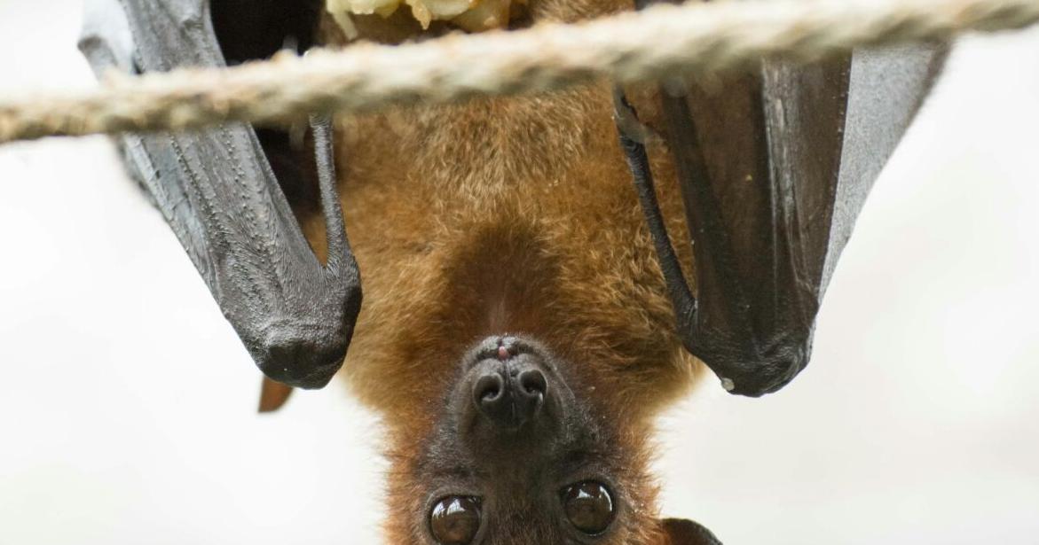 Bat captured in Benton County house tests positive for rabies. 1st in ...