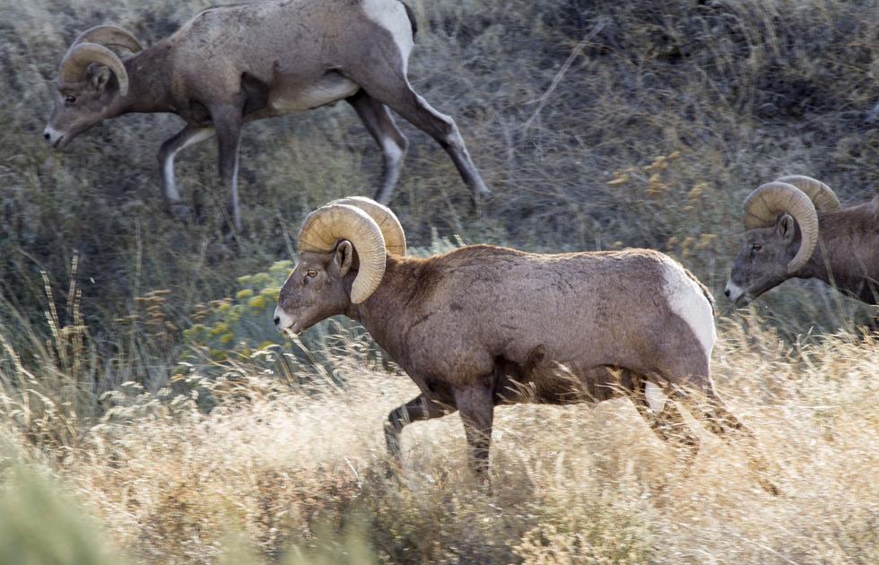 Photo: Bighorn sheep graze at sunset south of Malaga | News ...