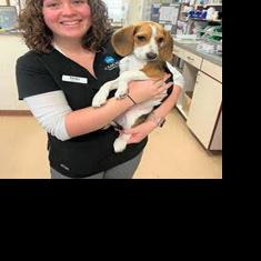 Cascade Veterinary Clinic, SkillSource partner for Wenatchee-based ...