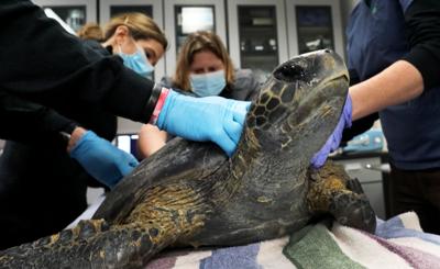 Shi Shi the sea turtle, rescued last year from a Washington beach ...