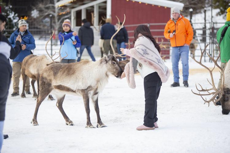 PHOTO GALLERY: Leavenworth Reindeer Farm | News | wenatcheeworld.com