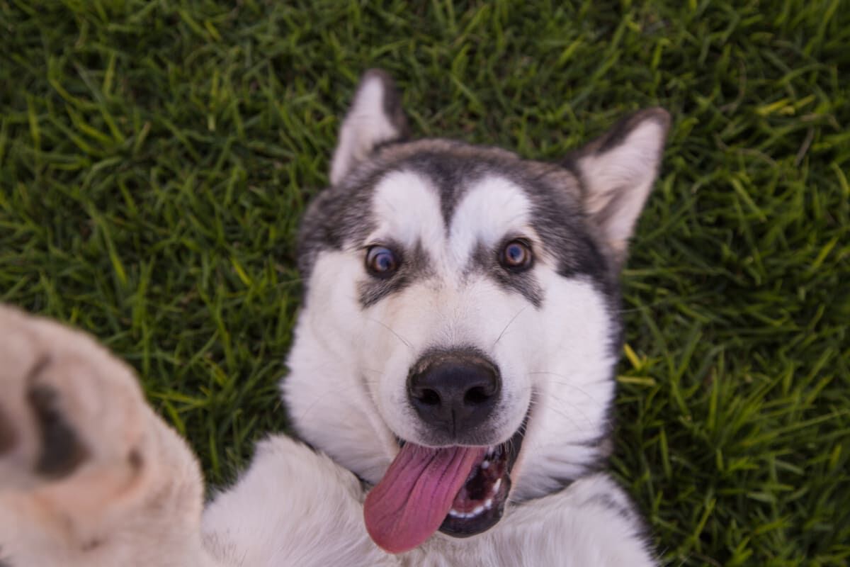 Funny Dog Selfies