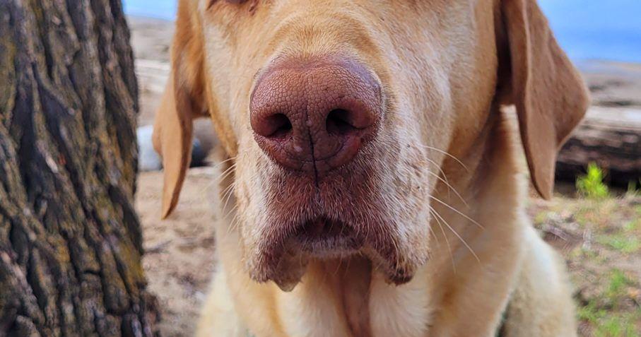 PHOTOS | National Mutt Day: Big Mutts of Wenatchee | News ...