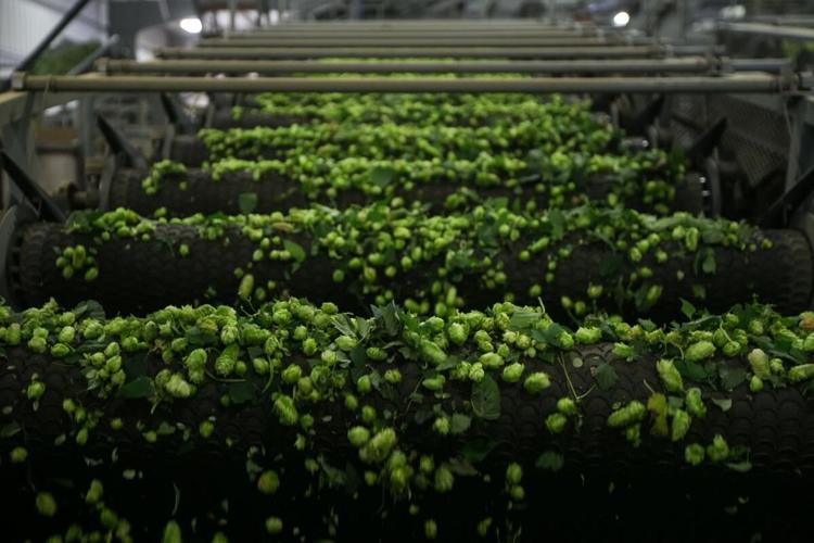 Hop harvest underway in the Yakima Valley, with growers cautiously ...