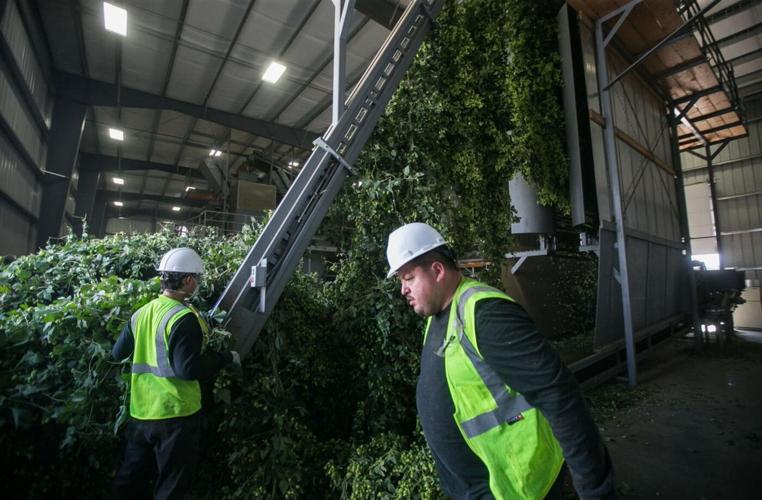 Hop harvest underway in the Yakima Valley, with growers cautiously ...