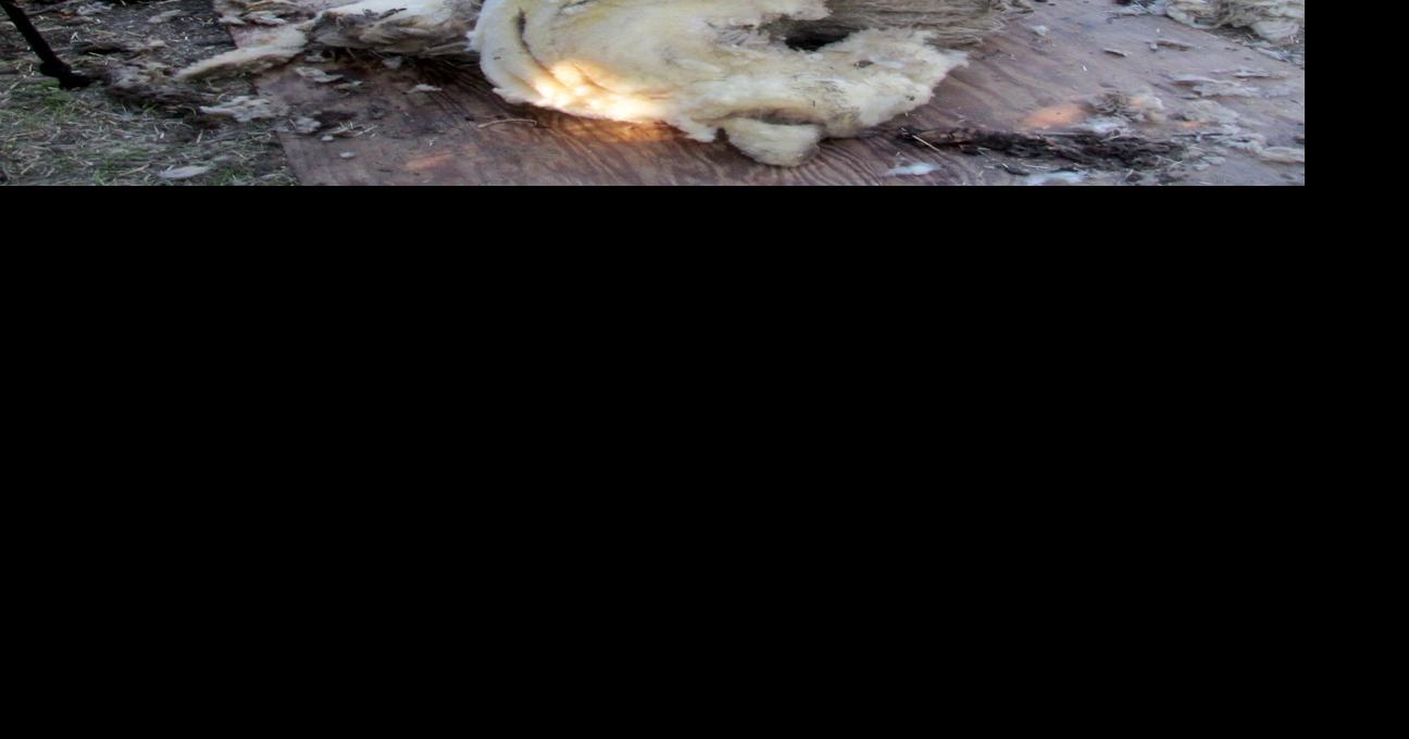 Shear pleasures: Cutting wool from sheep is an ancient trade with a new ...