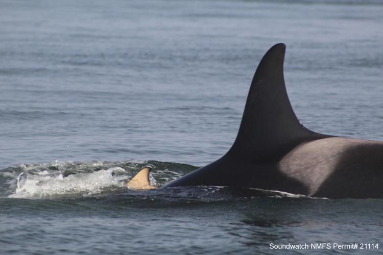 Grieving mother orca falling behind family as she carries dead calf for ...