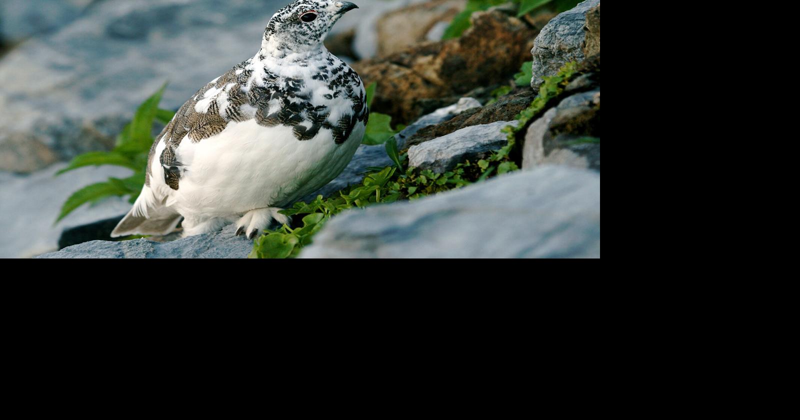 Group sues over federal protections for snow-loving bird, 'harbinger ...
