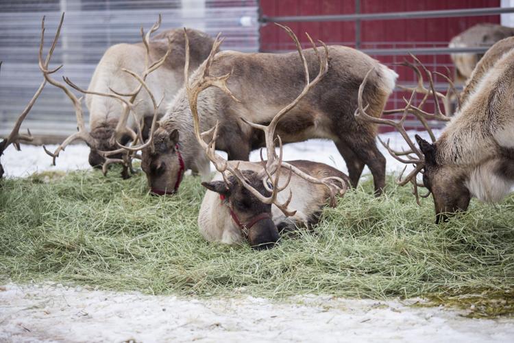 PHOTO GALLERY: Leavenworth Reindeer Farm | News | wenatcheeworld.com