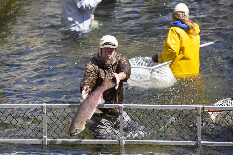 PHOTO GALLERY: Spring Chinook return to hatchery | News ...
