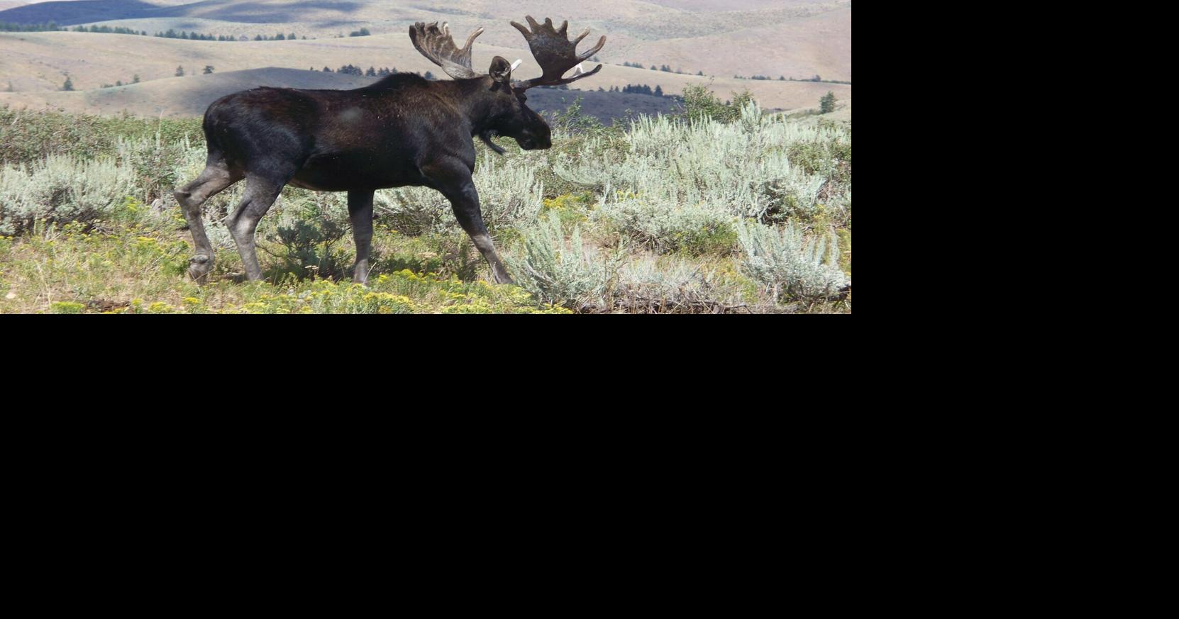 What's killing Idaho moose? In many cases, infestations of ticks and ...