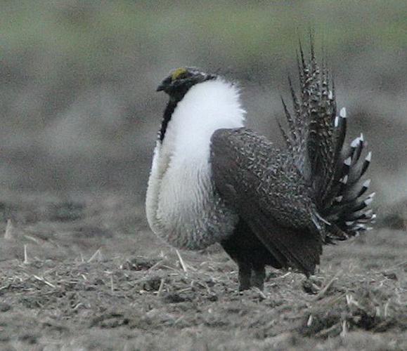 After devastating fires, Washington considers moving embattled sage ...