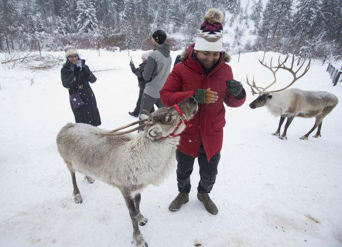 Leavenworth Reindeer Farm becomes a hit attraction, plans 360-degree ...