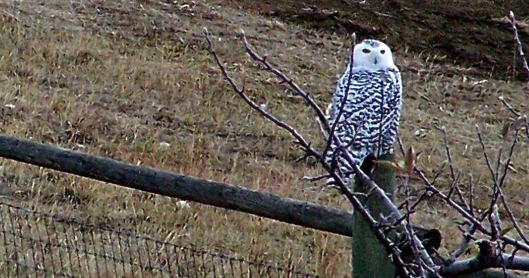 The Worm Snowy owls, mis-sent missives, 120 years in 120 seconds ...
