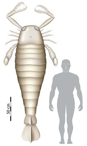 Lobster tale: Giant sea scorpions once prowled the oceans ...