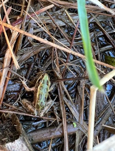 Hundreds of northern leopard frogs released in Eastern Washington ...