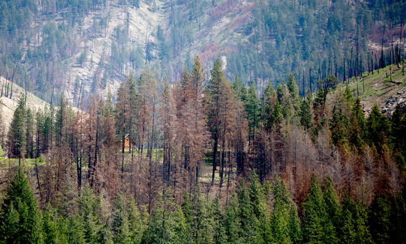 Stehekin still stands after 2024 Pioneer Fire | Local News ...