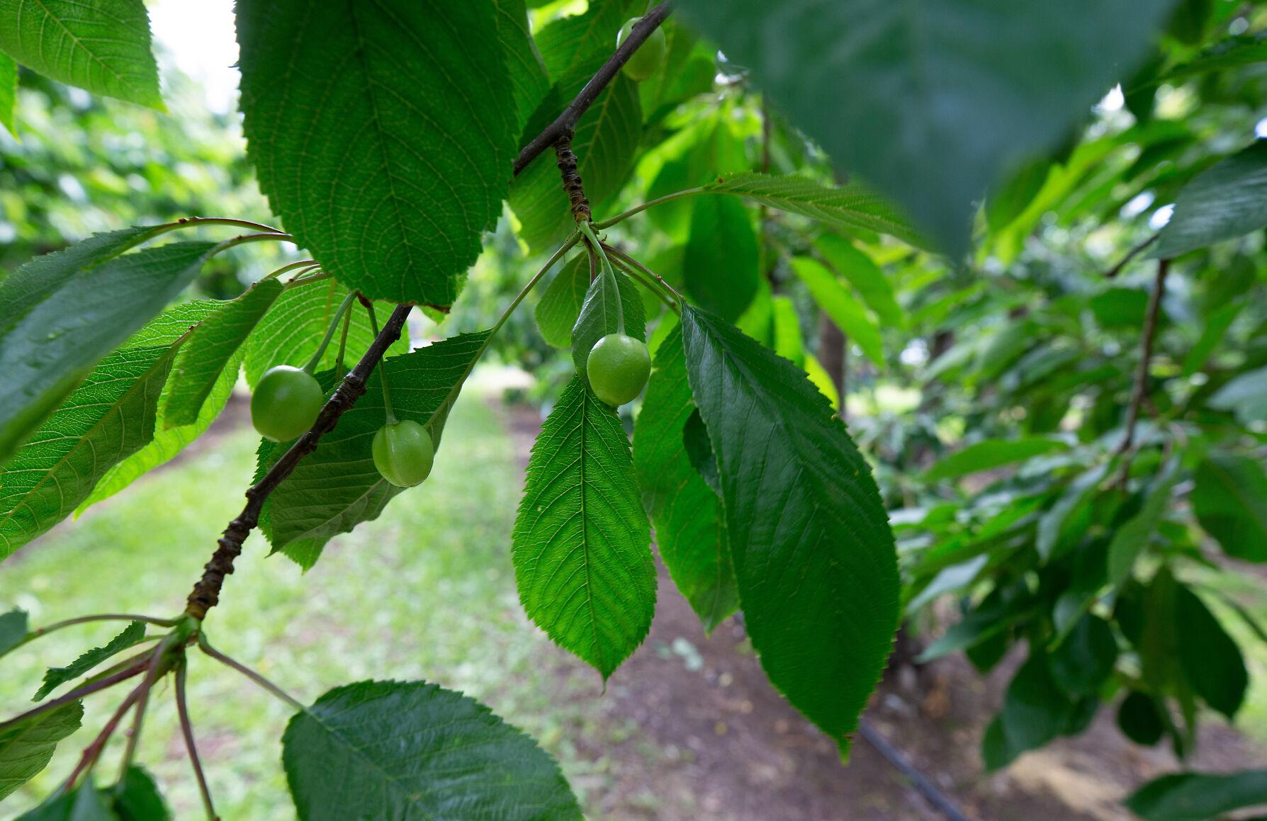 Wenatchee Valley cherry outlook not so cheery | Local News ...