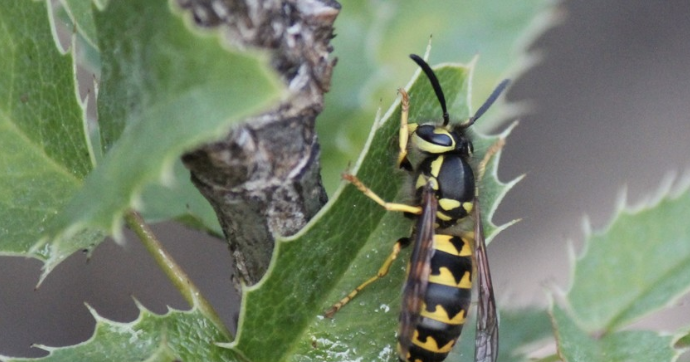 Timing is everything when controlling invasive paper wasps | lifestyles ...