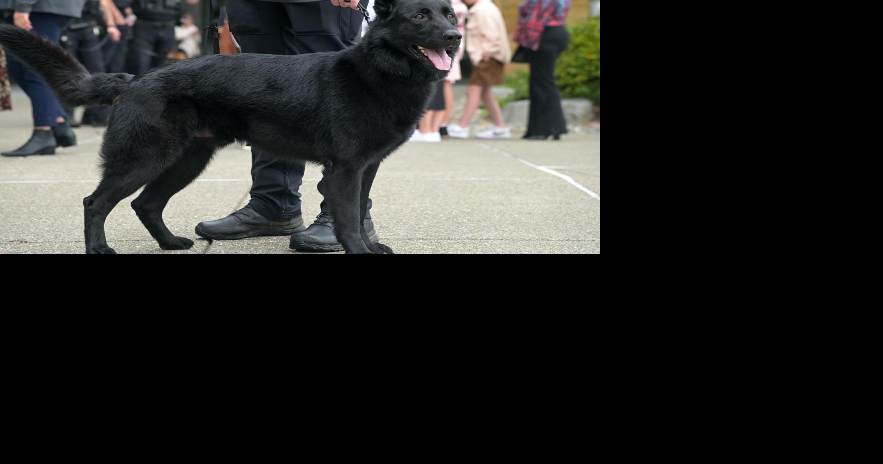 New drug dog, Maverick, joins East Wenatchee Police Department | Crime ...