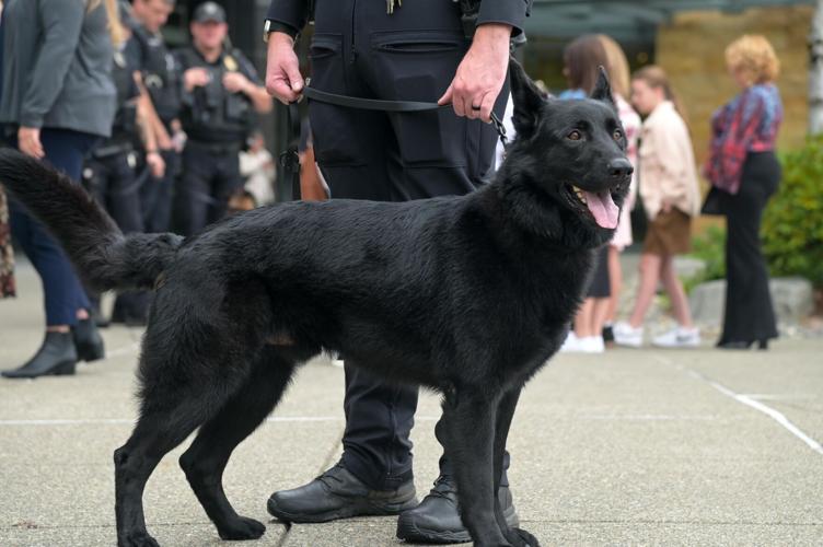 New drug dog, Maverick, joins East Wenatchee Police Department | Local ...
