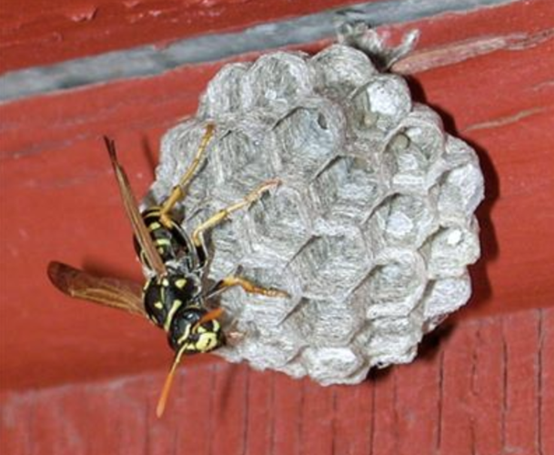 Timing is everything when controlling invasive paper wasps | lifestyles ...
