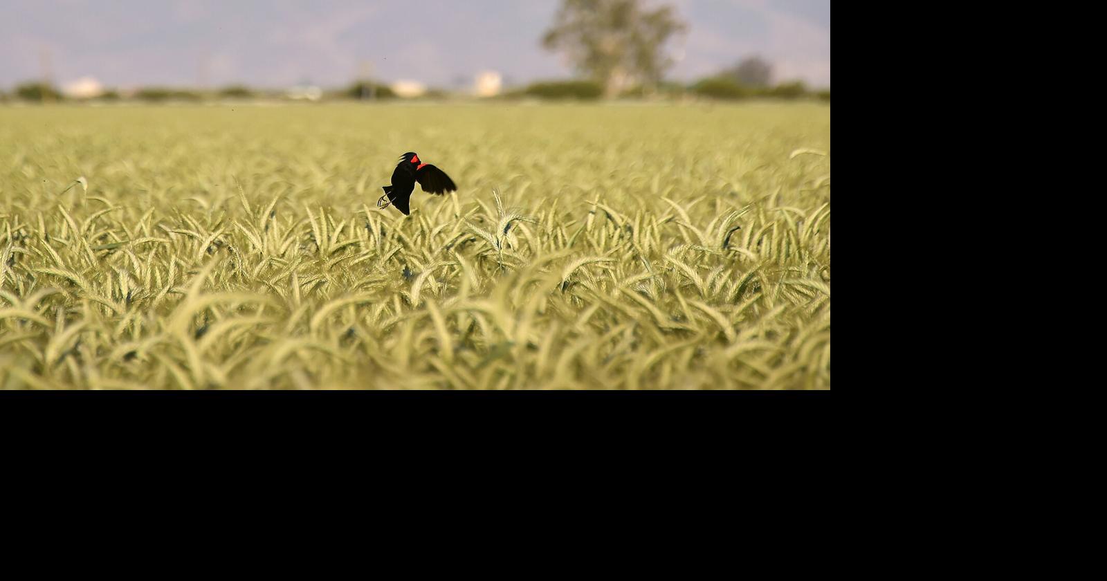 Stunted wheat crops are turning blue in drought-ravaged Kansas ...