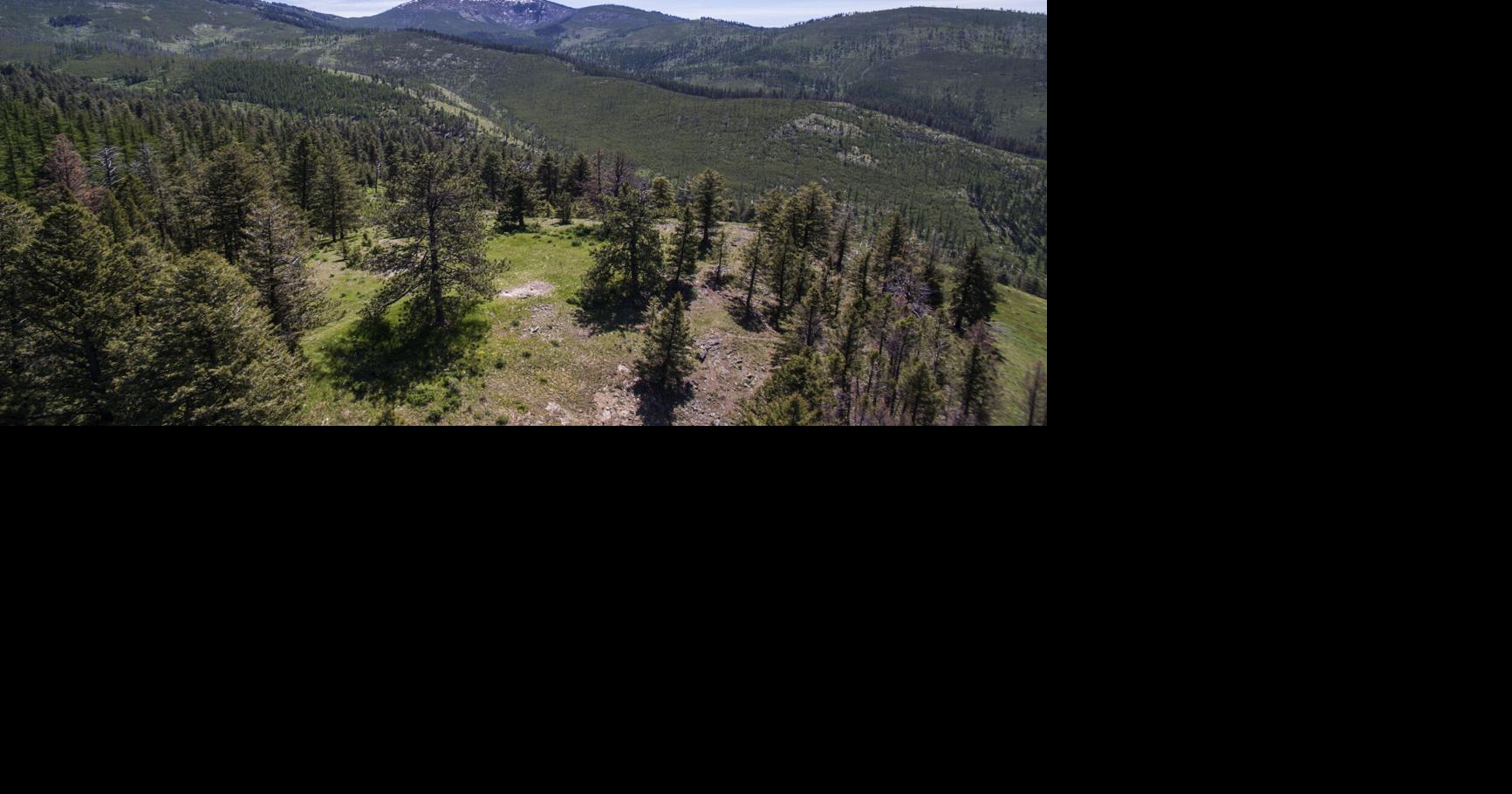 What Trump's order on cutting federal forests could mean for the ...