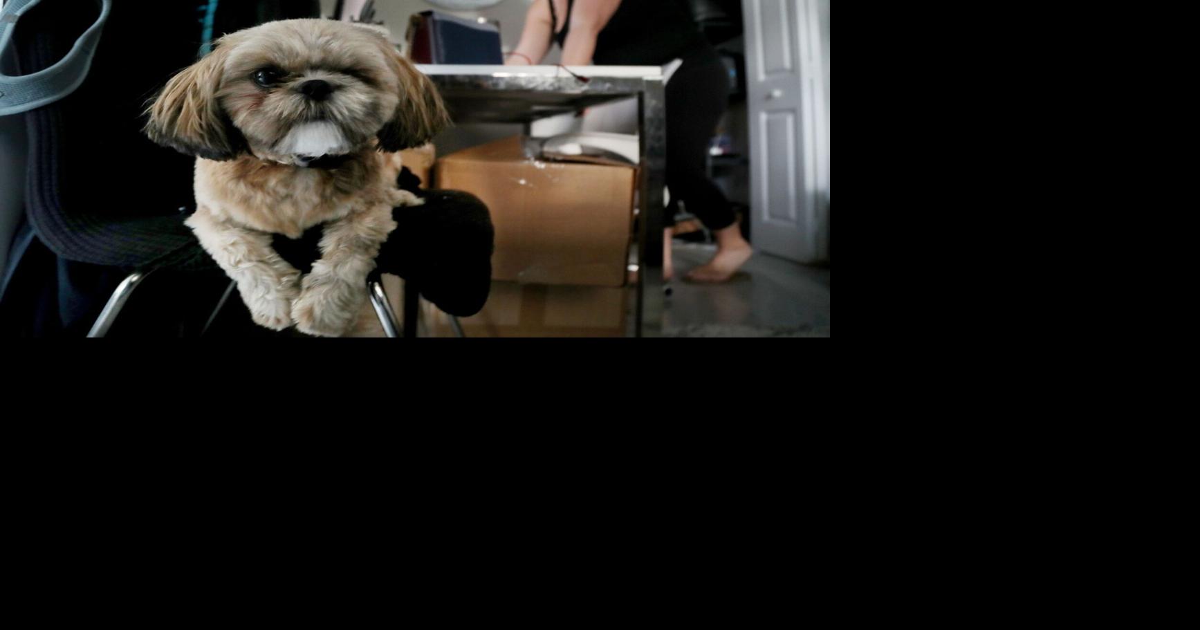 They fell in love with their pandemic pets. Now they don't want to ...