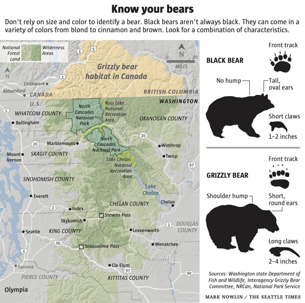 Bears in the Washington's North Cascades: What you should know if you spot one | News ...