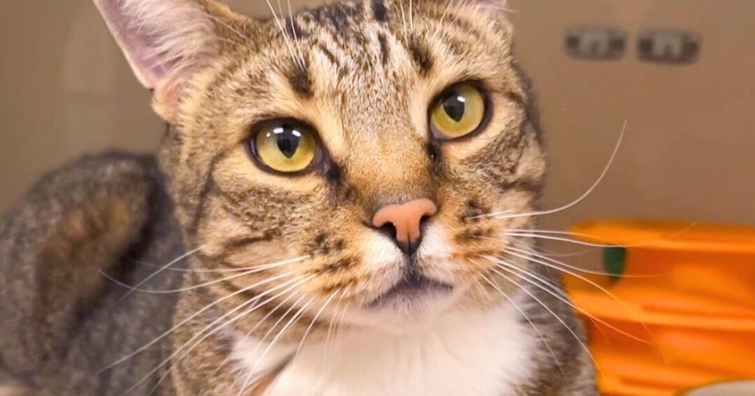 Pet of the Week | Kion | News | wenatcheeworld.com