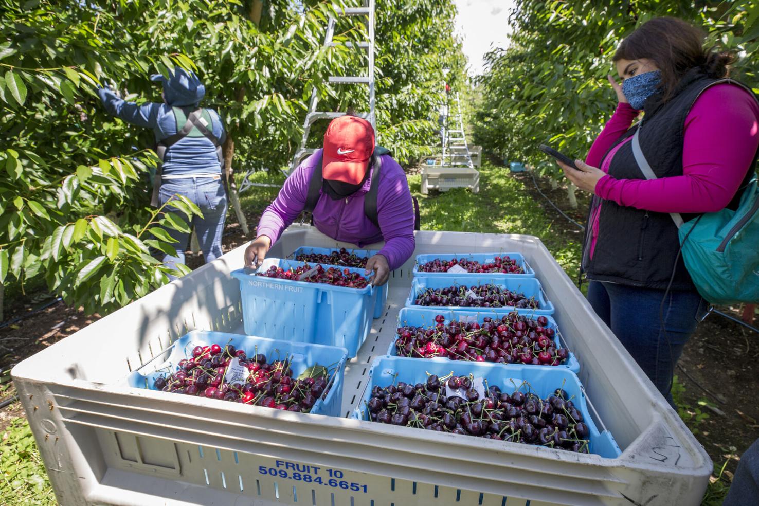 Washington fruit leaders expect 'short, good' northwest cherry harvest ...