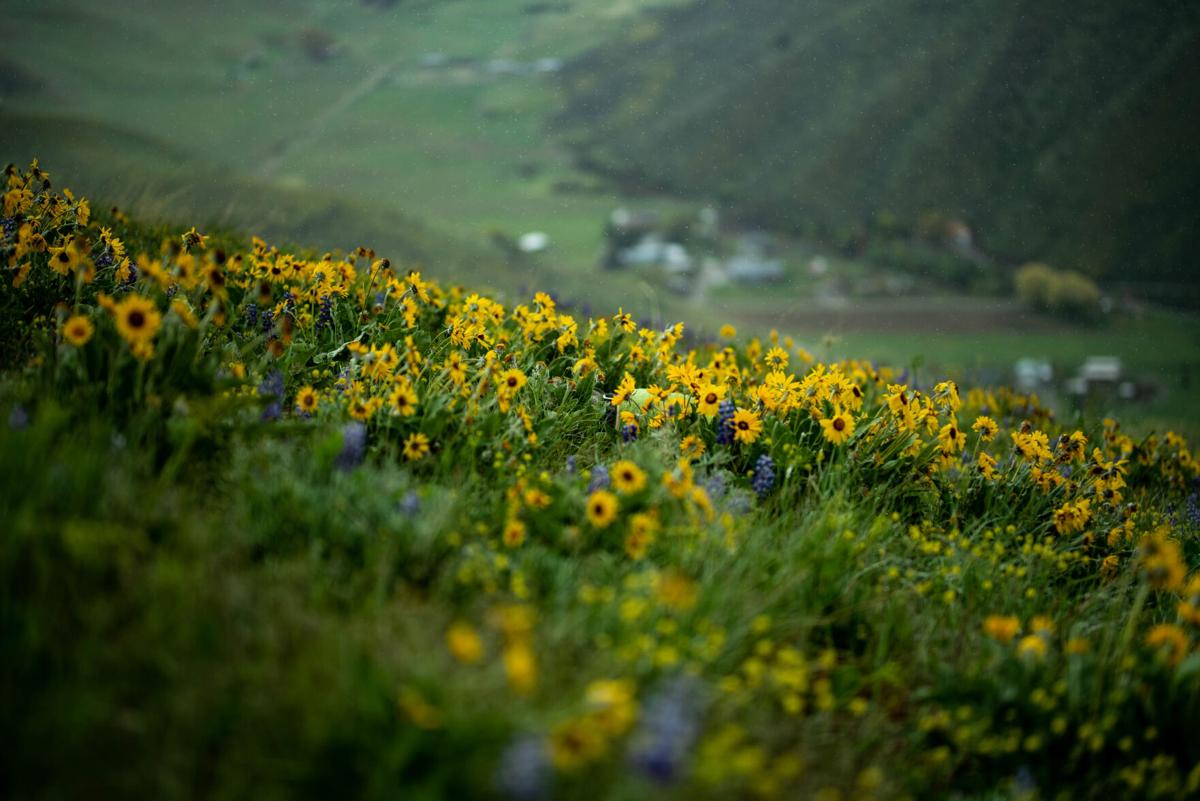 Land Trust opens 11 miles of new trails near Cashmere | Local News ...