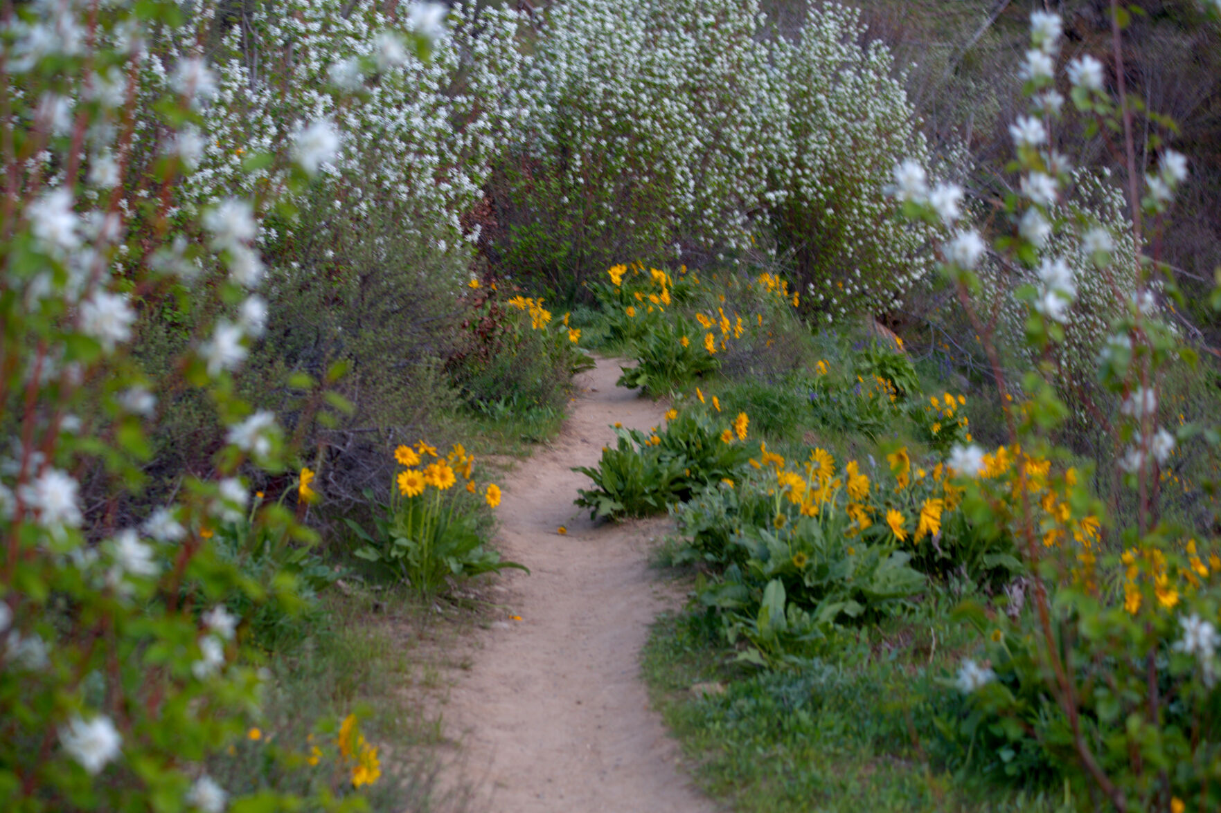 Ollala Canyon: Secret no more | Outdoors | wenatcheeworld.com