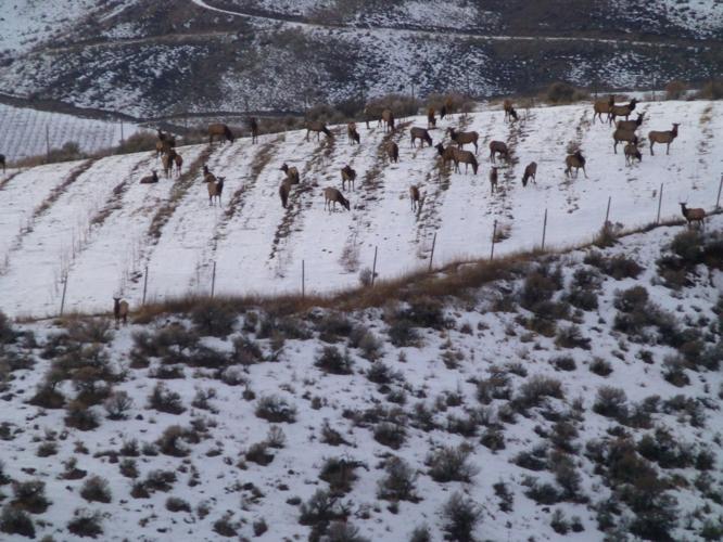 Elk invasion devastating Stemilt area orchards | Outdoors ...