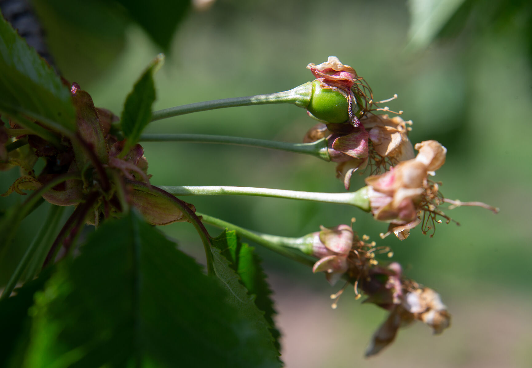 WSU offers help removing diseased cherry trees | News | wenatcheeworld.com
