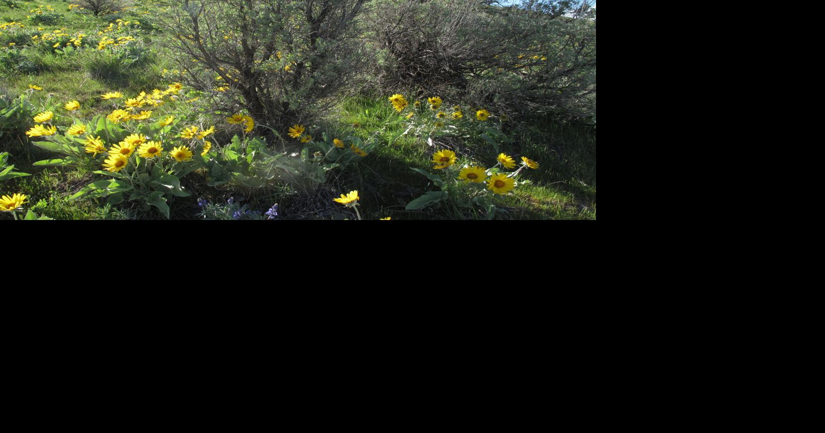 Forty for Forty: Growing love while growing up | Local News ...